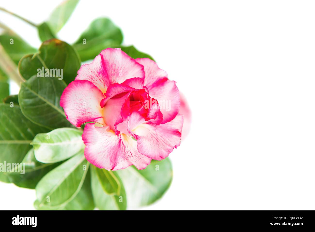 Pink flower Adenium isolated on white Stock Photo - Alamy