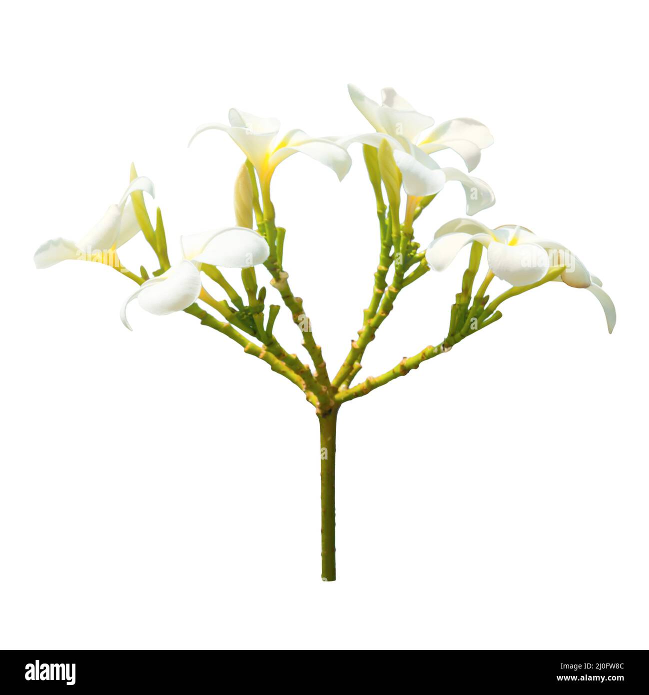 White invitation card flowers Cut Out Stock Images & Pictures - Alamy