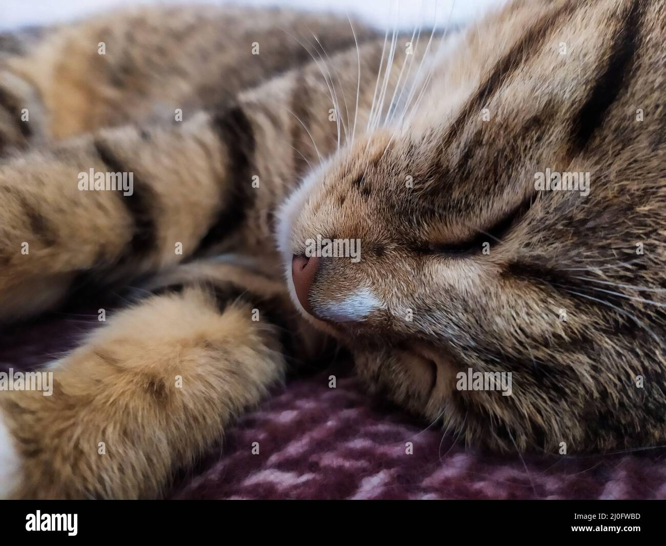 Cat sleeping at home Stock Photo - Alamy