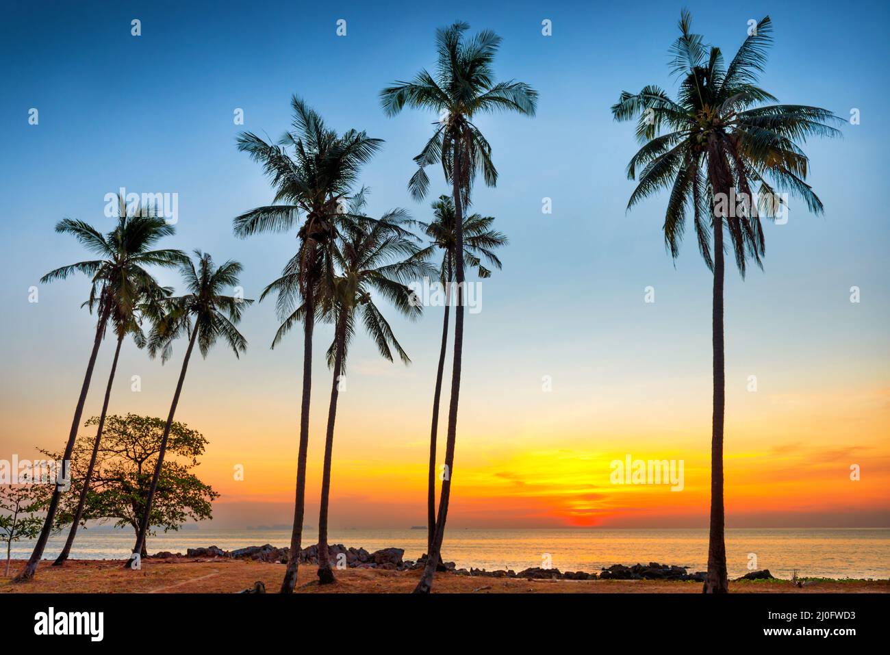 Palm trees on sunset sea coast Stock Photo - Alamy