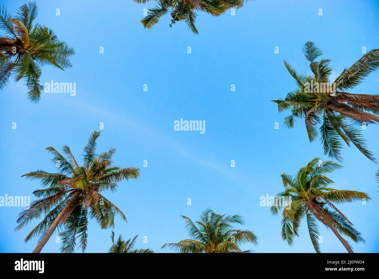 Top of palm trees hi-res stock photography and images - Alamy