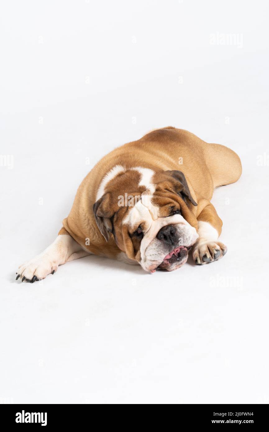 An English Bulldog is licking its front paw and is isolated on white ...