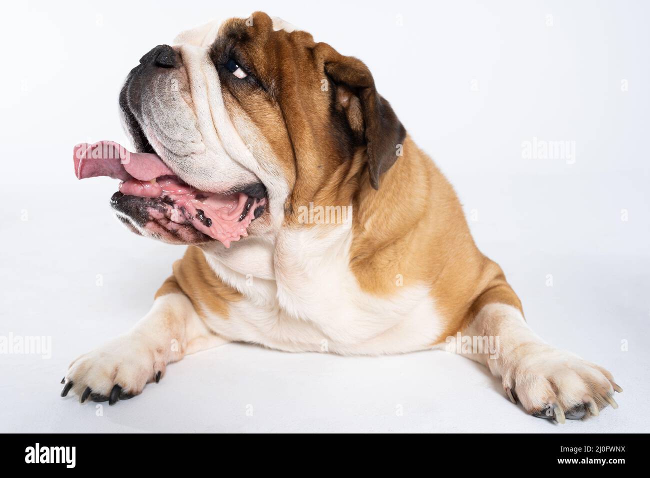 An English Bulldog is lying with its mouth open on a white background ...