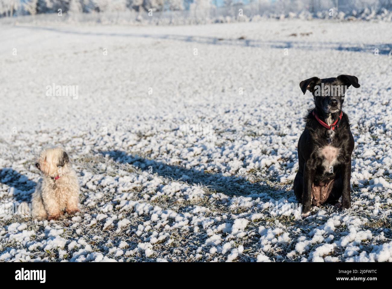 Black and white dog sit uninterested in the snow Stock Photo - Alamy