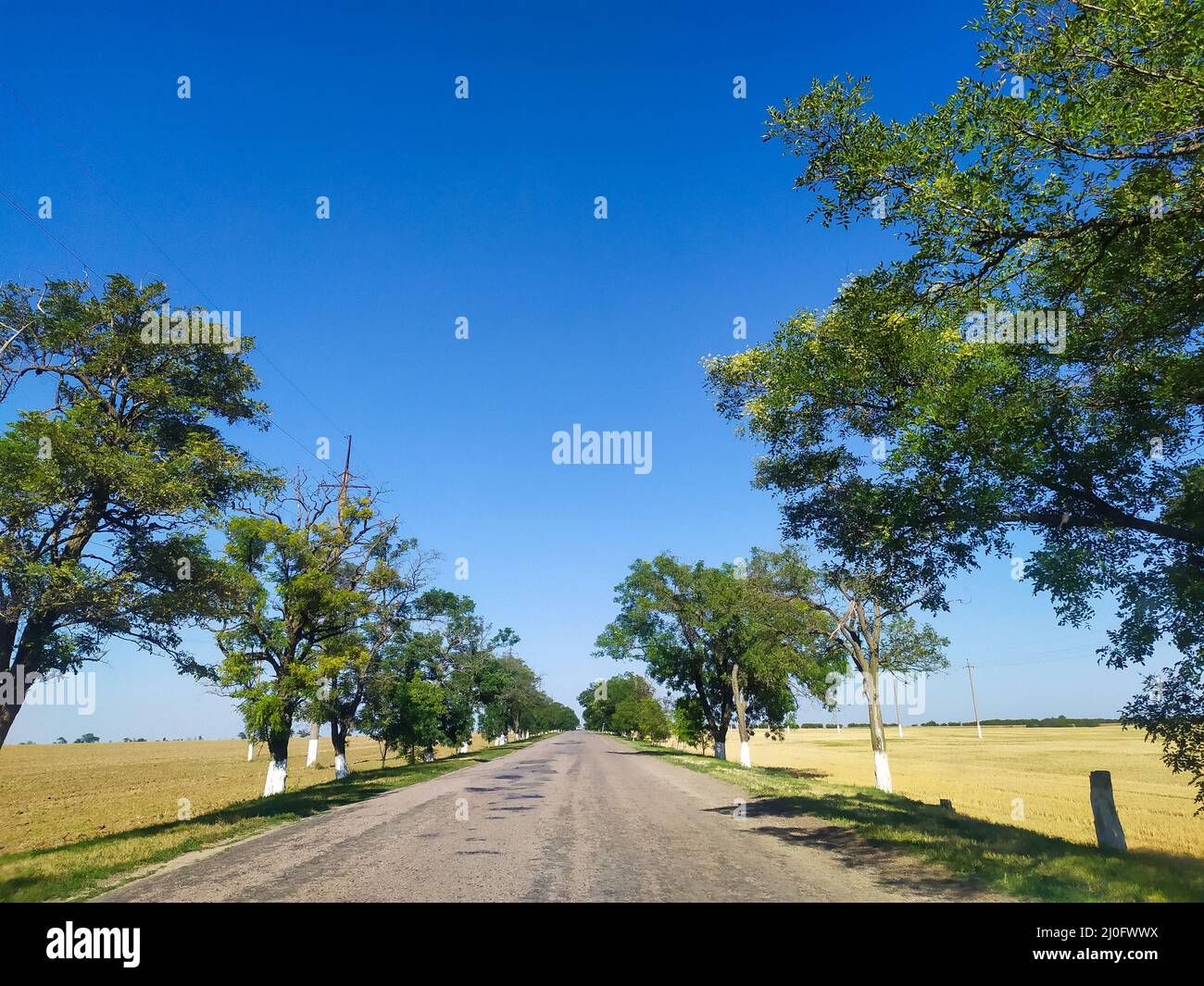 Asphalt road with green trees on the roadside and field on both sides ...