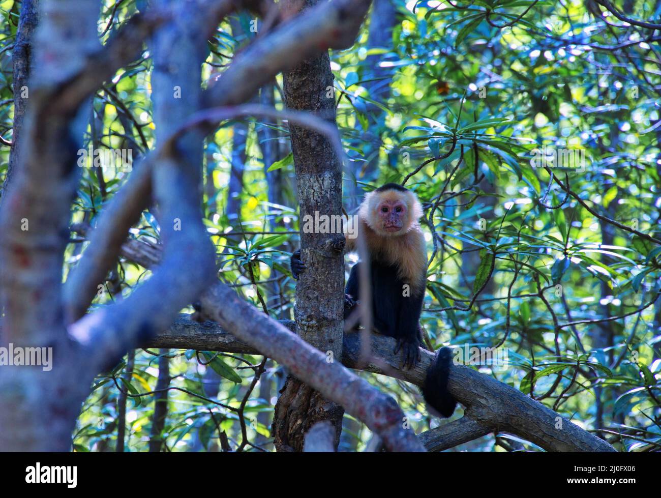 Monkey on a tree in nature park in Costa Rica Stock Photo - Alamy