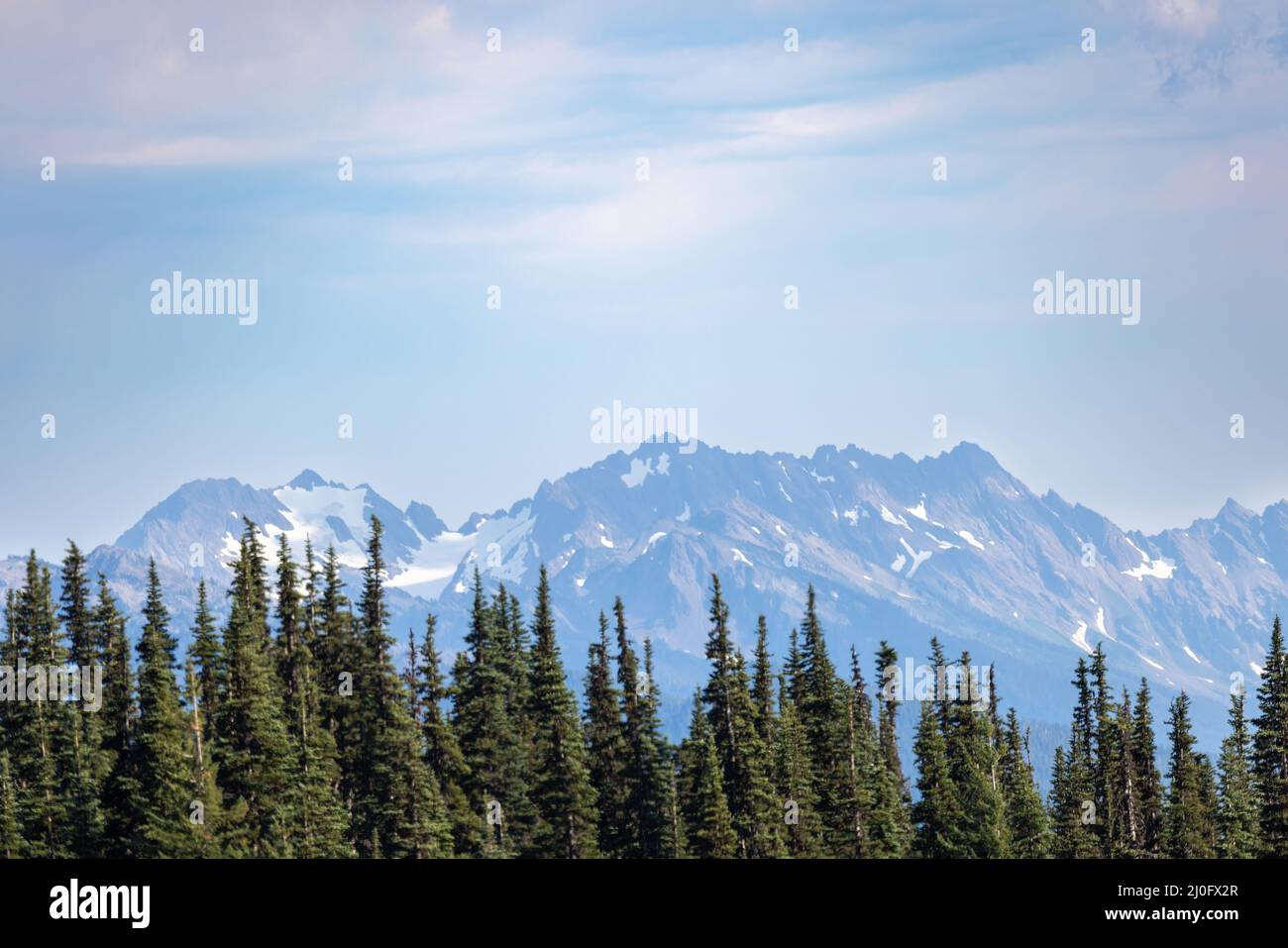 row of large pine trees in front of a mountain range Stock Photo - Alamy