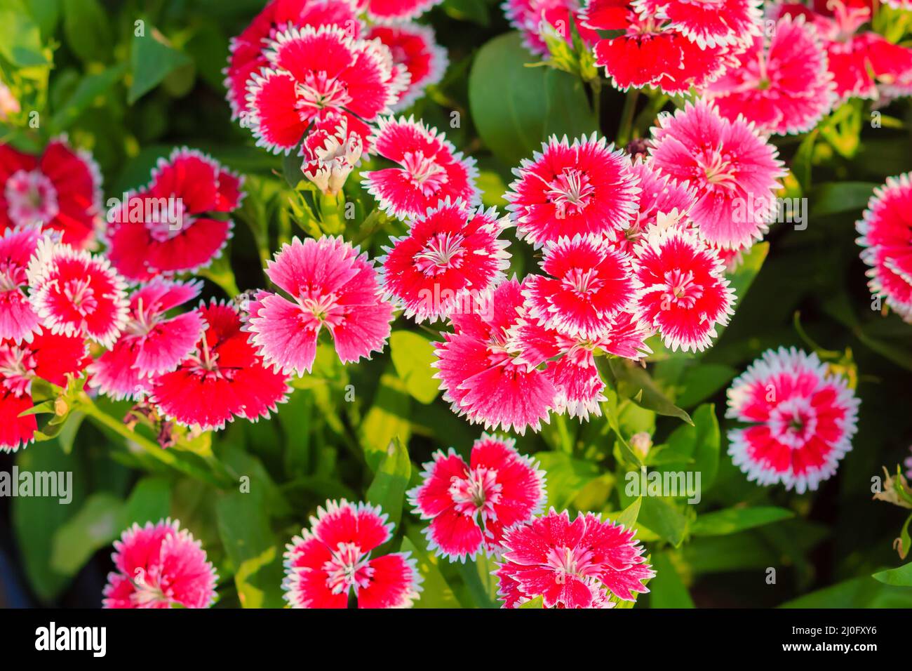 Chinese pink dianthus chinensis hi-res stock photography and images - Alamy