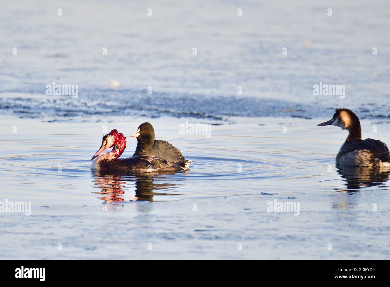 Brutal nature hi-res stock photography and images - Alamy