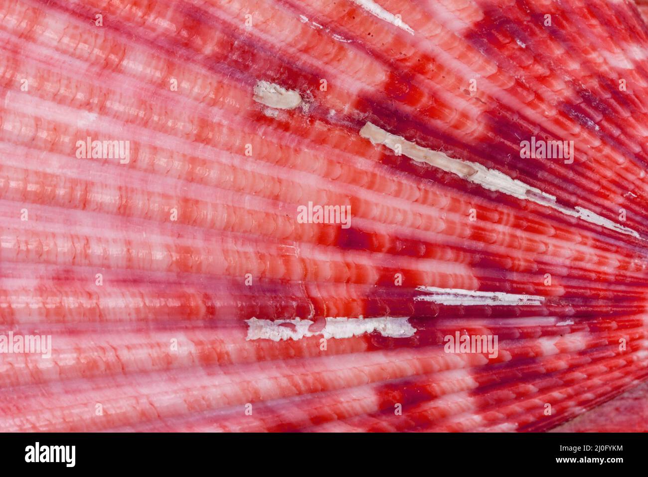Background texture of seashell red color macro photo Stock Photo - Alamy