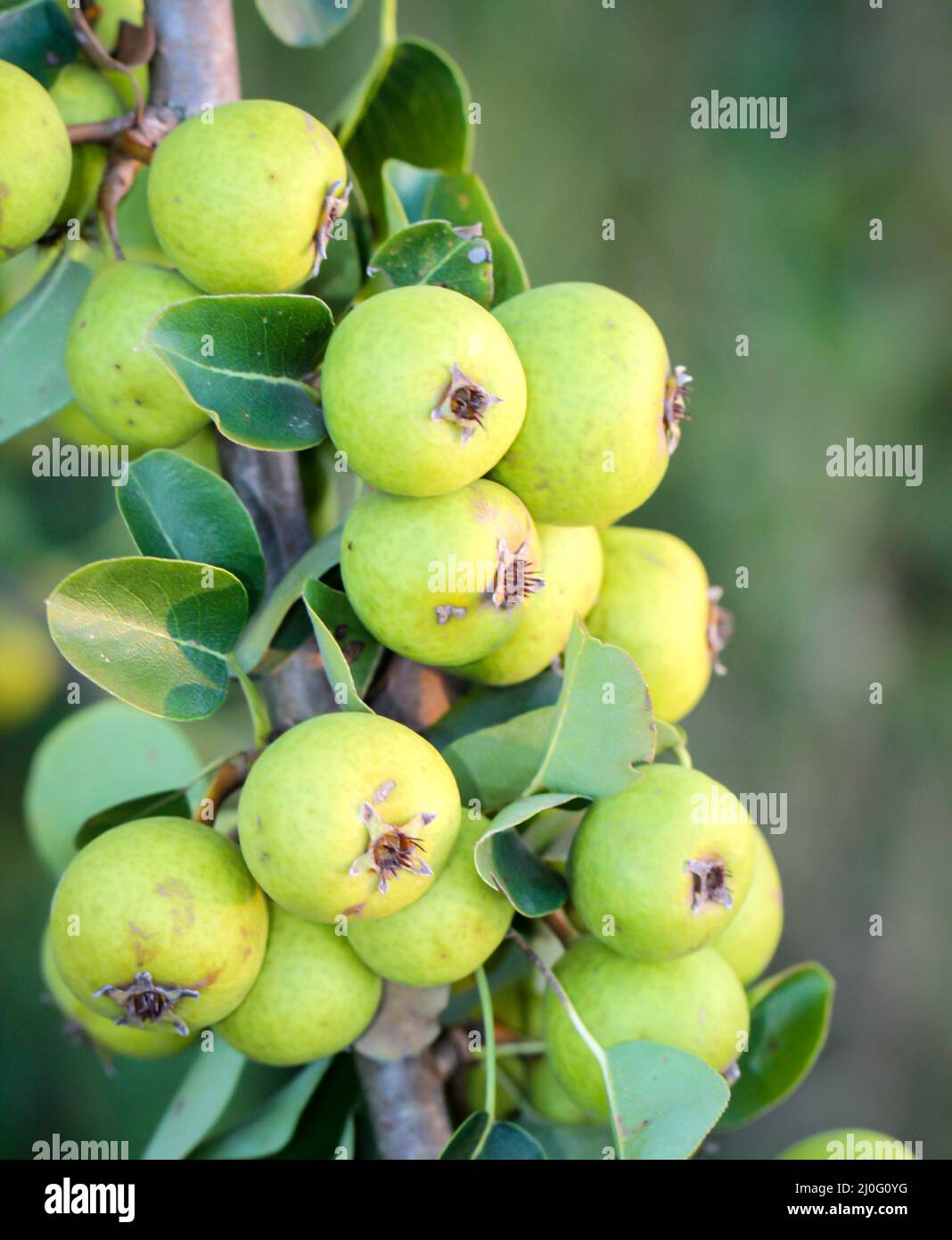 Pears in a group hi-res stock photography and images - Alamy