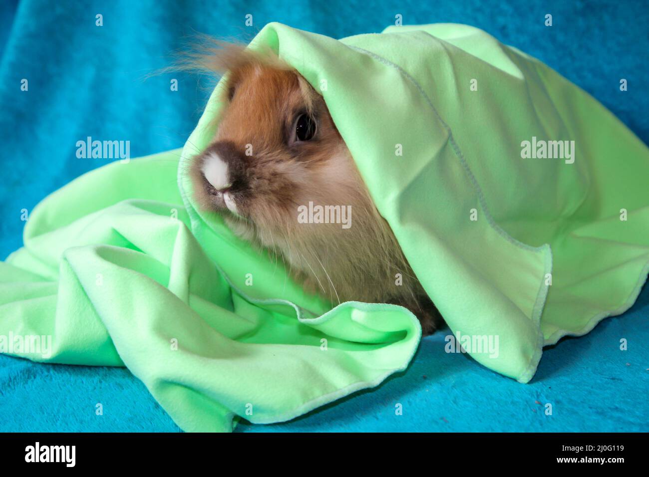 A photo shoot of a small dwarf rabbit Stock Photo - Alamy