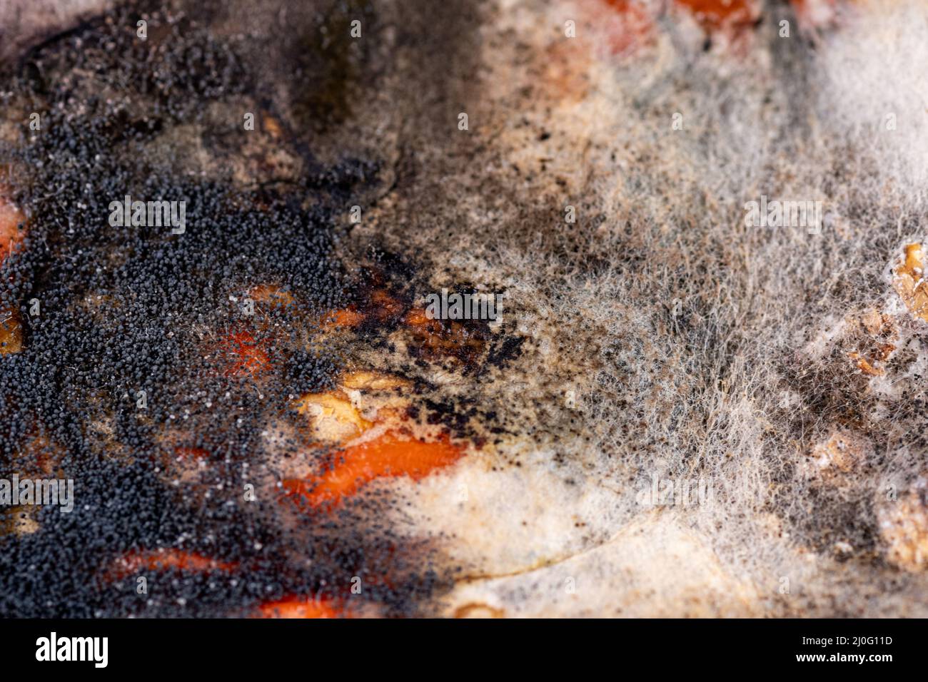 Texture of various poisonous mold, spores, fungi on fruits, macro ...