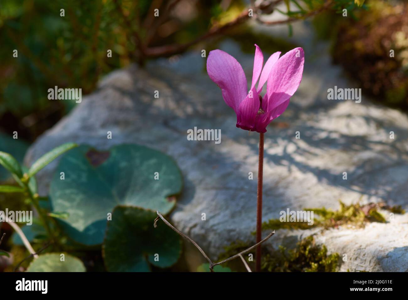 Cyclamen hederifolium primulaceae hi-res stock photography and images ...