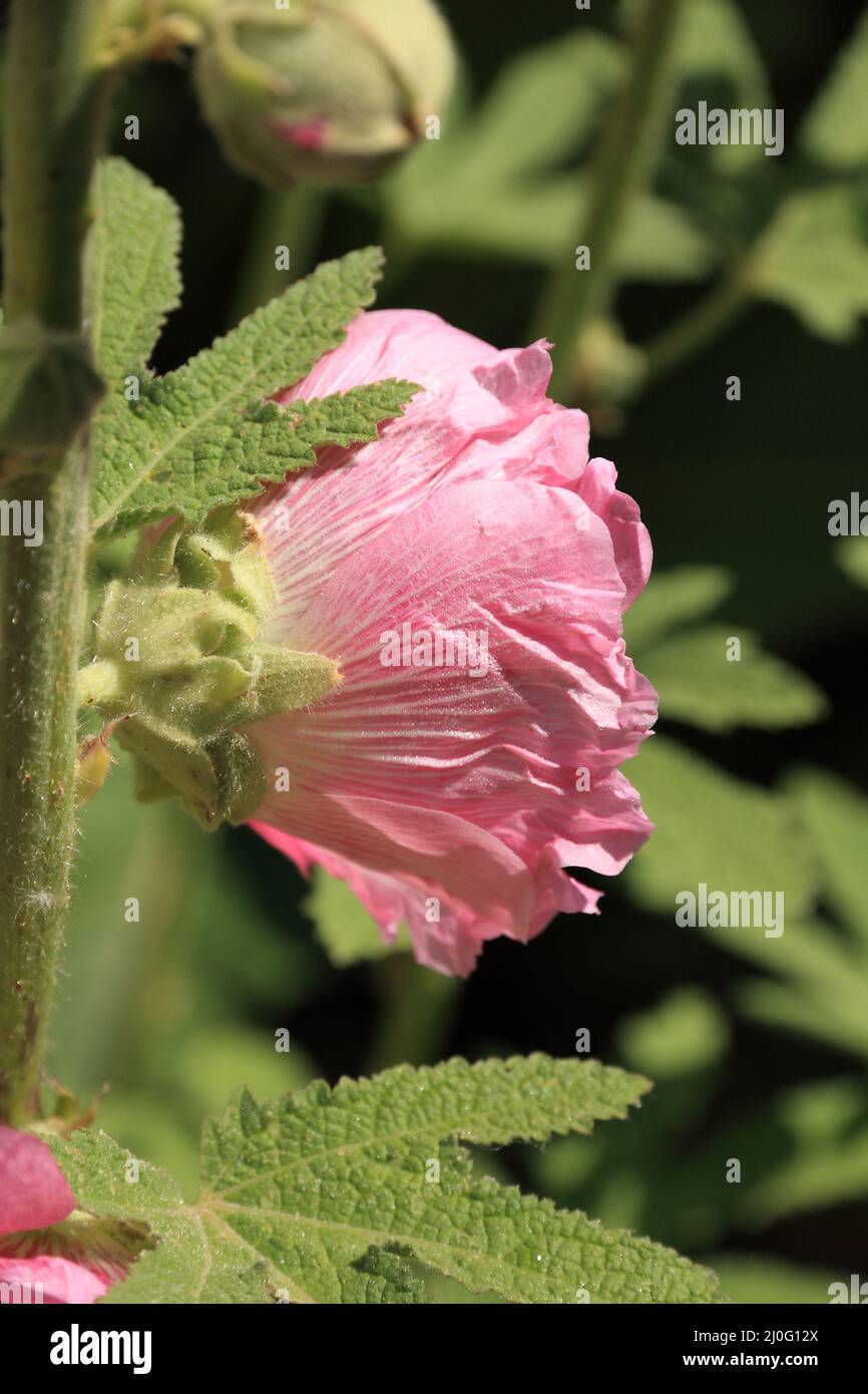 Mallow blossom hi-res stock photography and images - Alamy