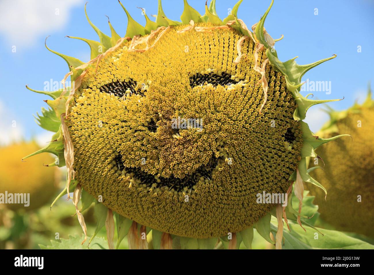 Sunflower smile hi-res stock photography and images - Alamy