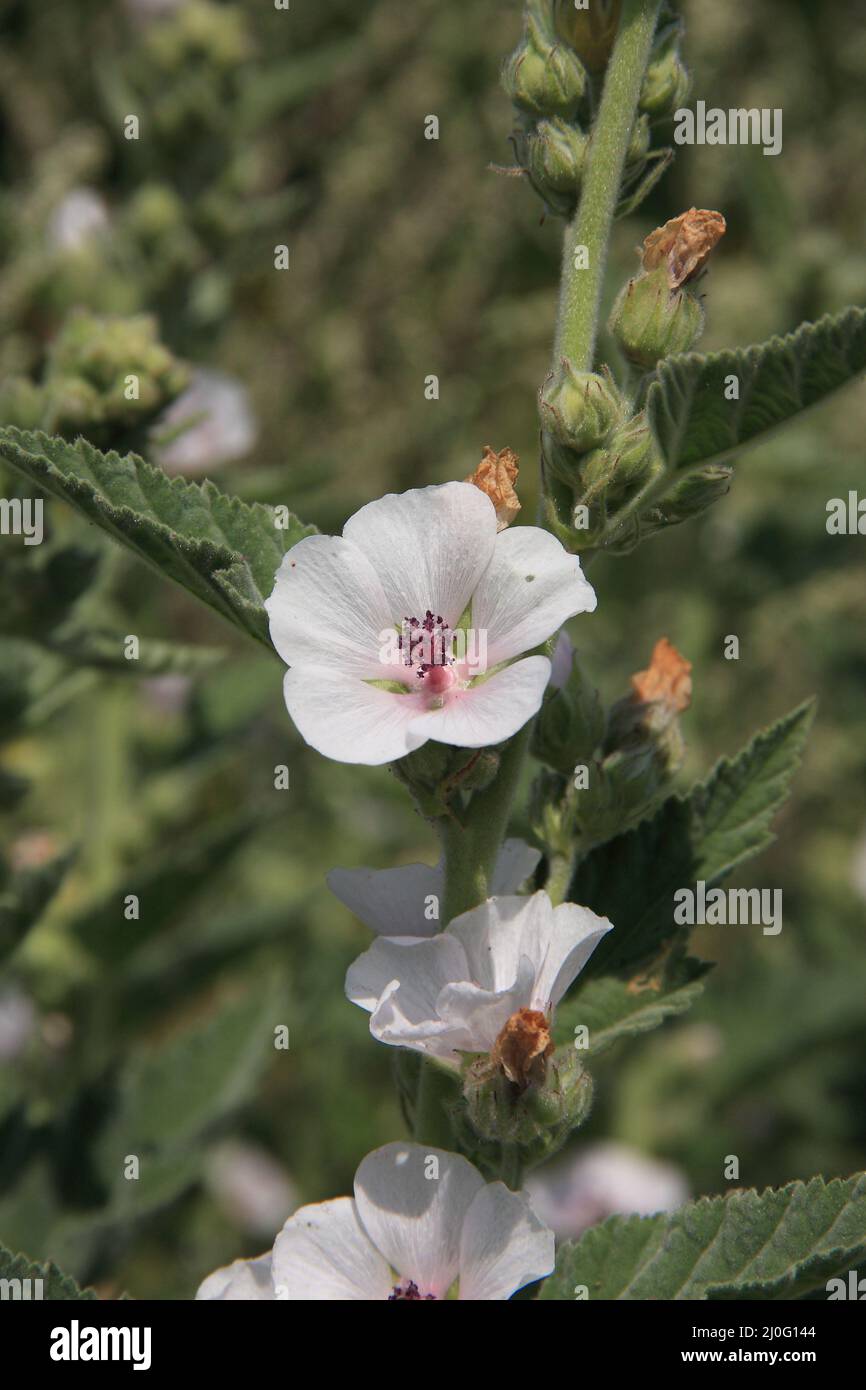 Blooming Althaea officinalis Stock Photo - Alamy