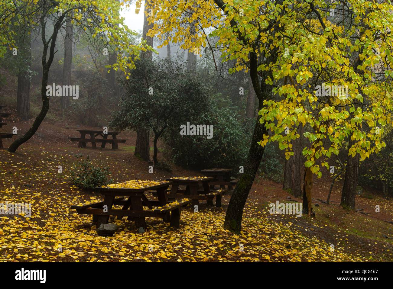 Autumn landscape with trees and Autumn leaves on the ground after rain ...