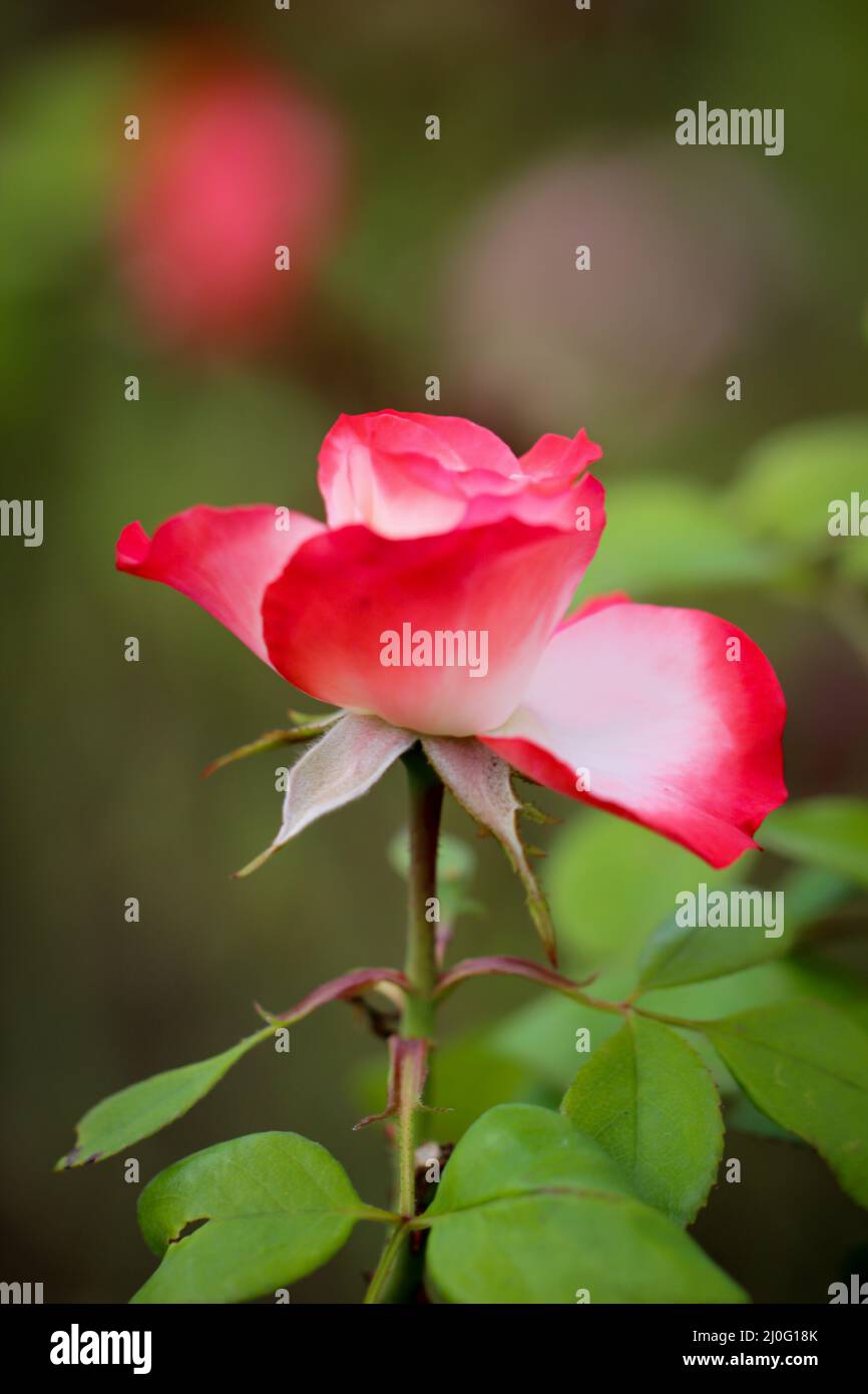 Portrait of a red and white rose flower Stock Photo - Alamy
