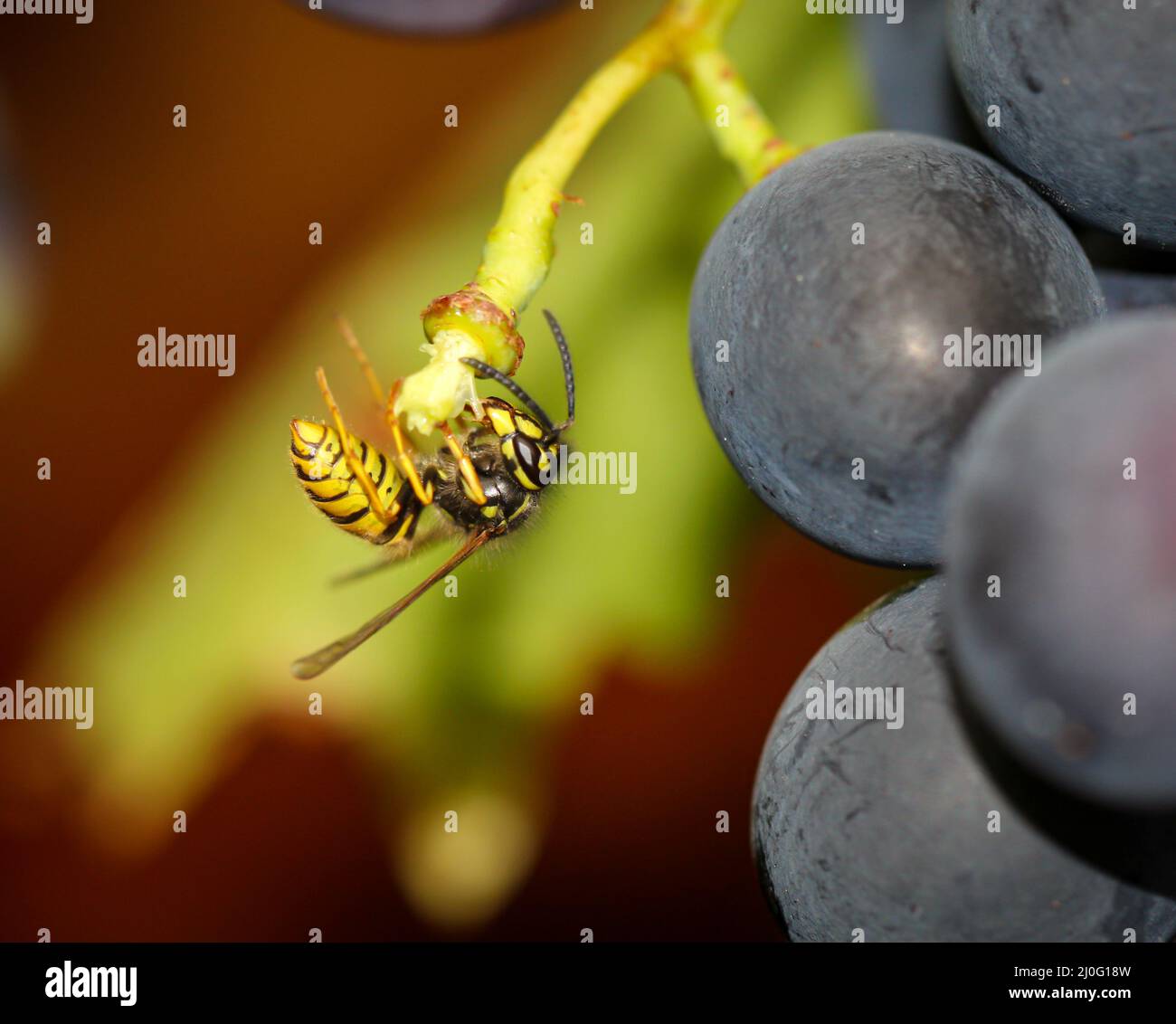 A wasp is eating the remains of a distant grape on a grapevine Stock ...