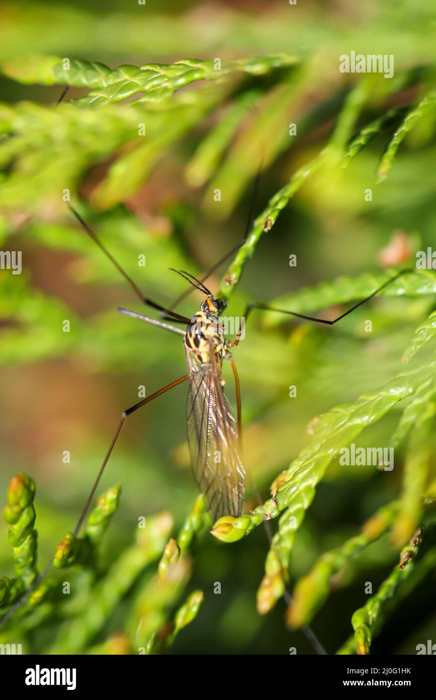 A close-up of a fly-like insect long-legged mosquito on a plant Stock ...