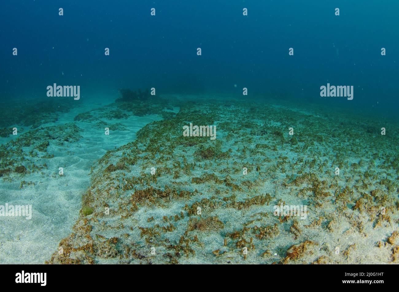 Flat rocky shelves protruding from vast plain of white sandy bottom ...