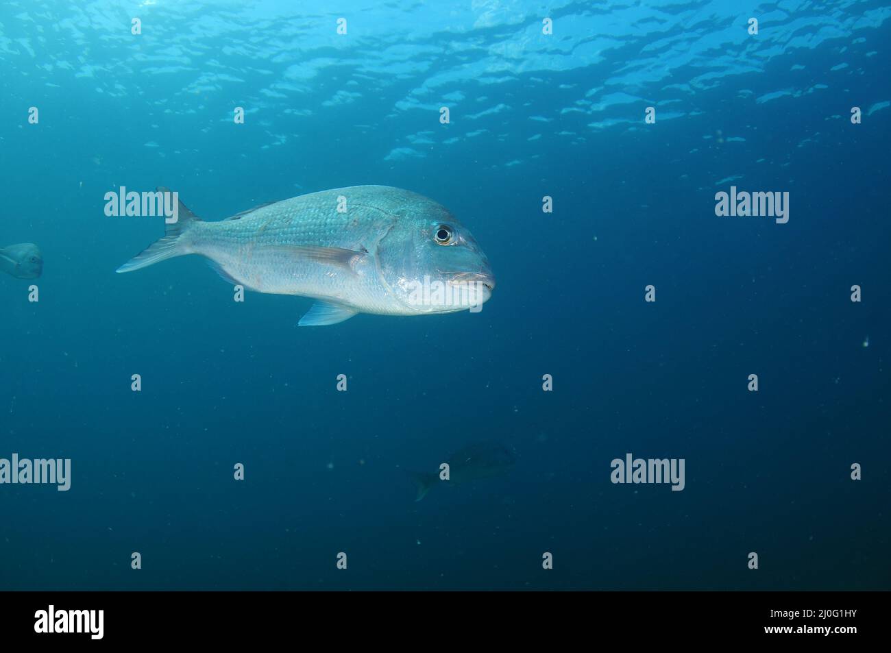 Australasian snapper pagrus auratus hi-res stock photography and images ...