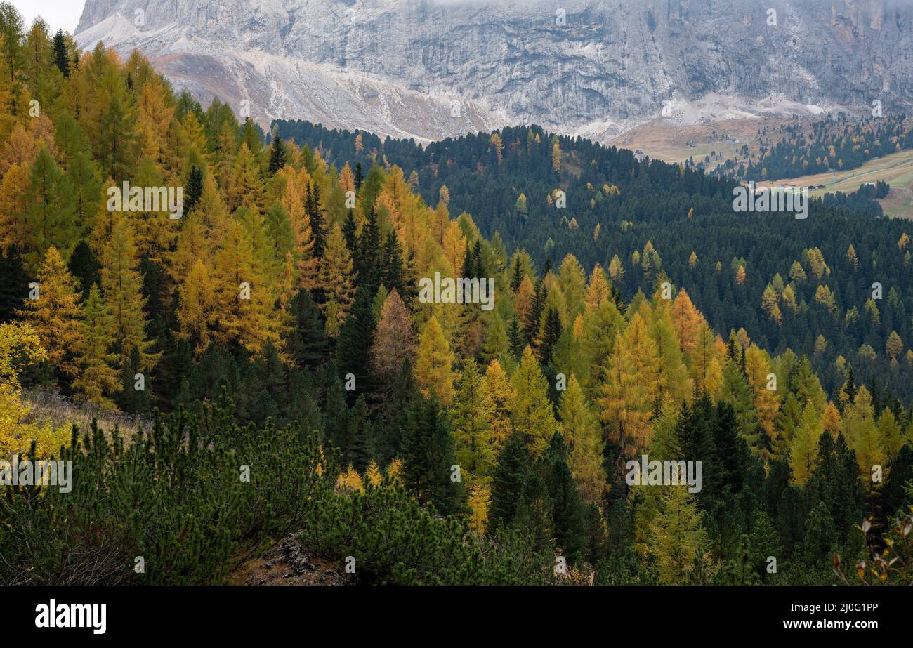 Yellow larches glowing in the mountain forest. Dolomite Alps, Italy ...