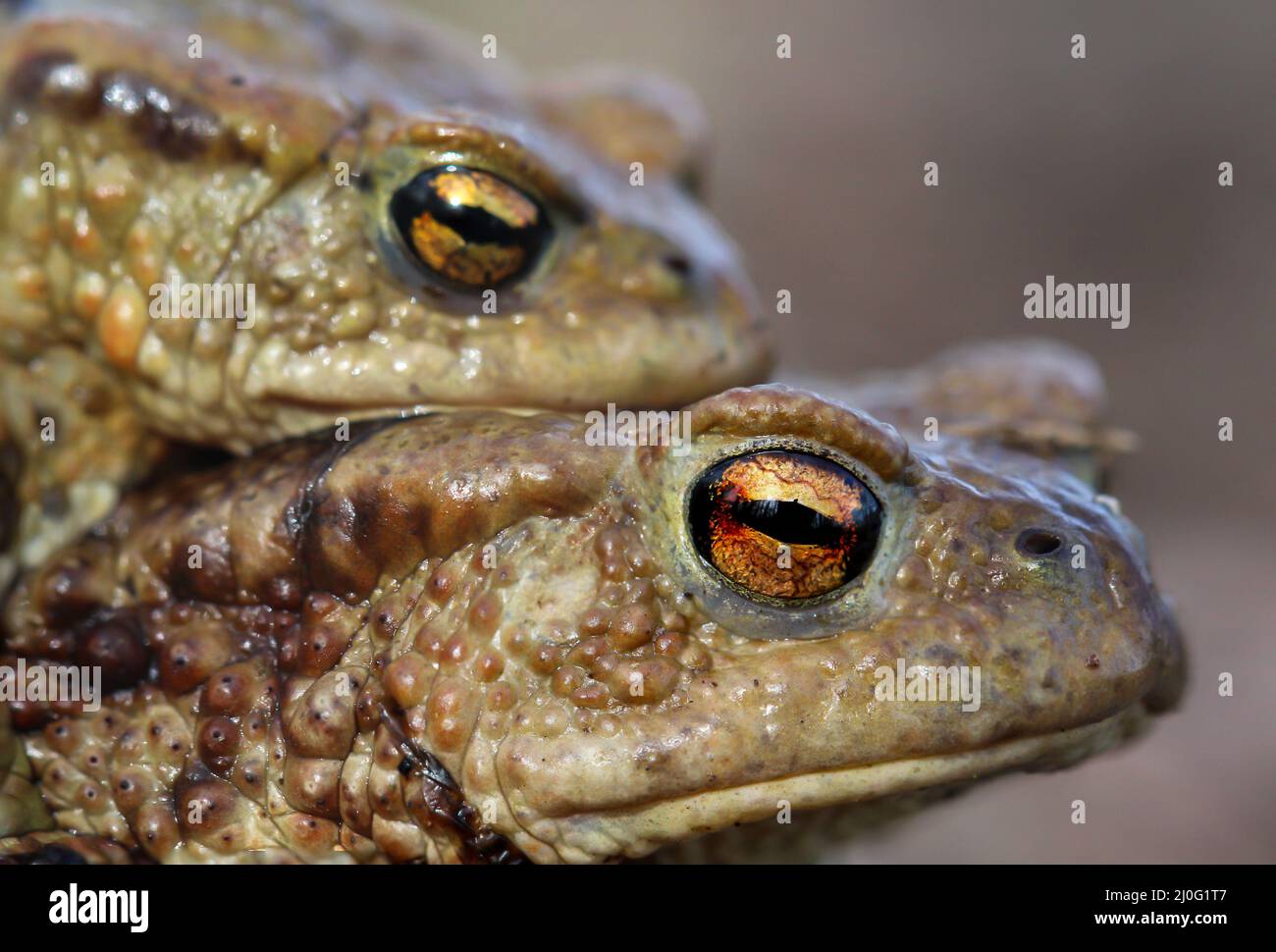 A female common toad carries her male partner Stock Photo - Alamy