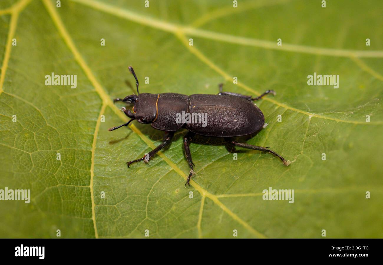 Small black dung beetle hi-res stock photography and images - Alamy