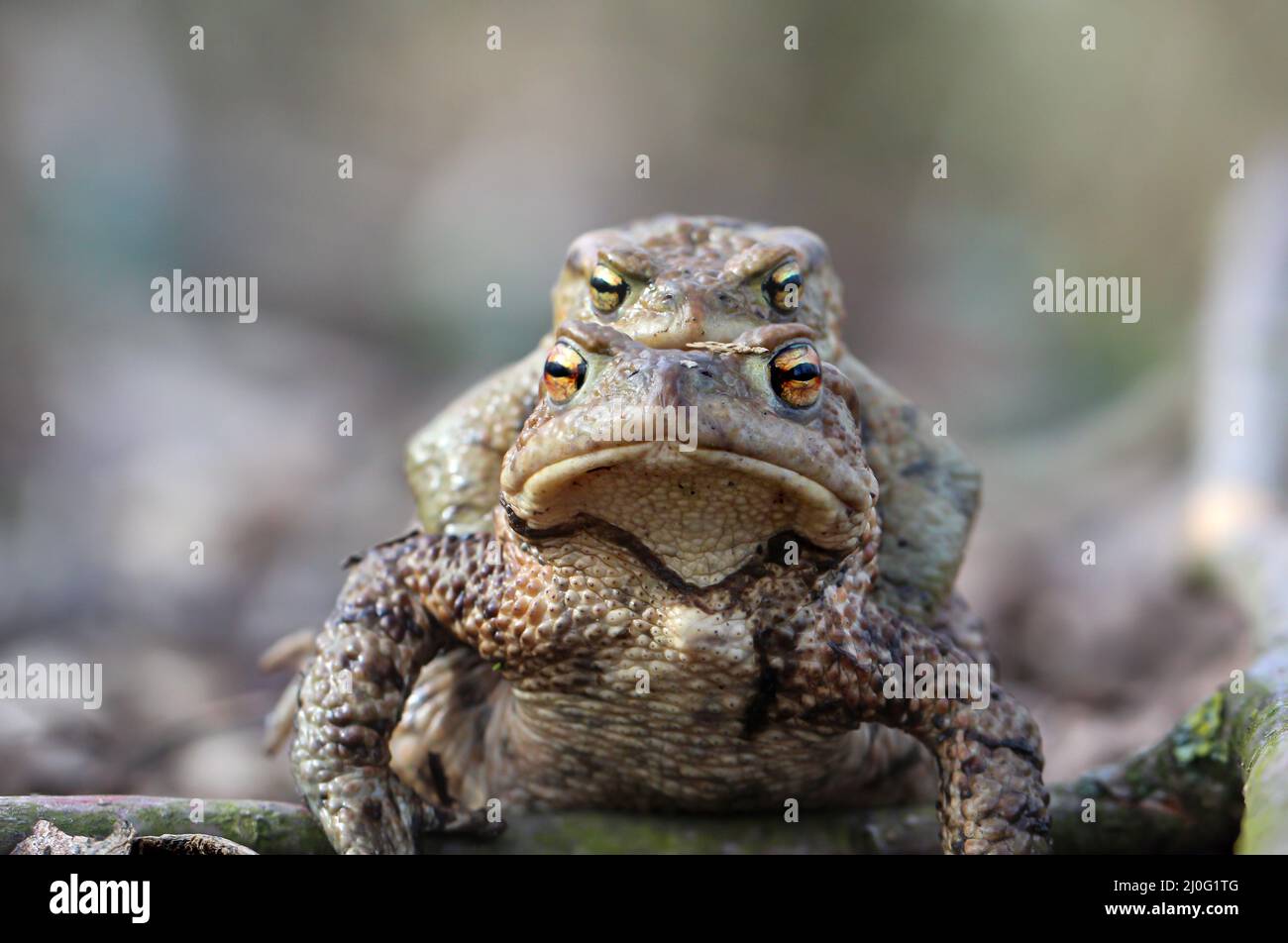 Male female biology hi-res stock photography and images - Alamy