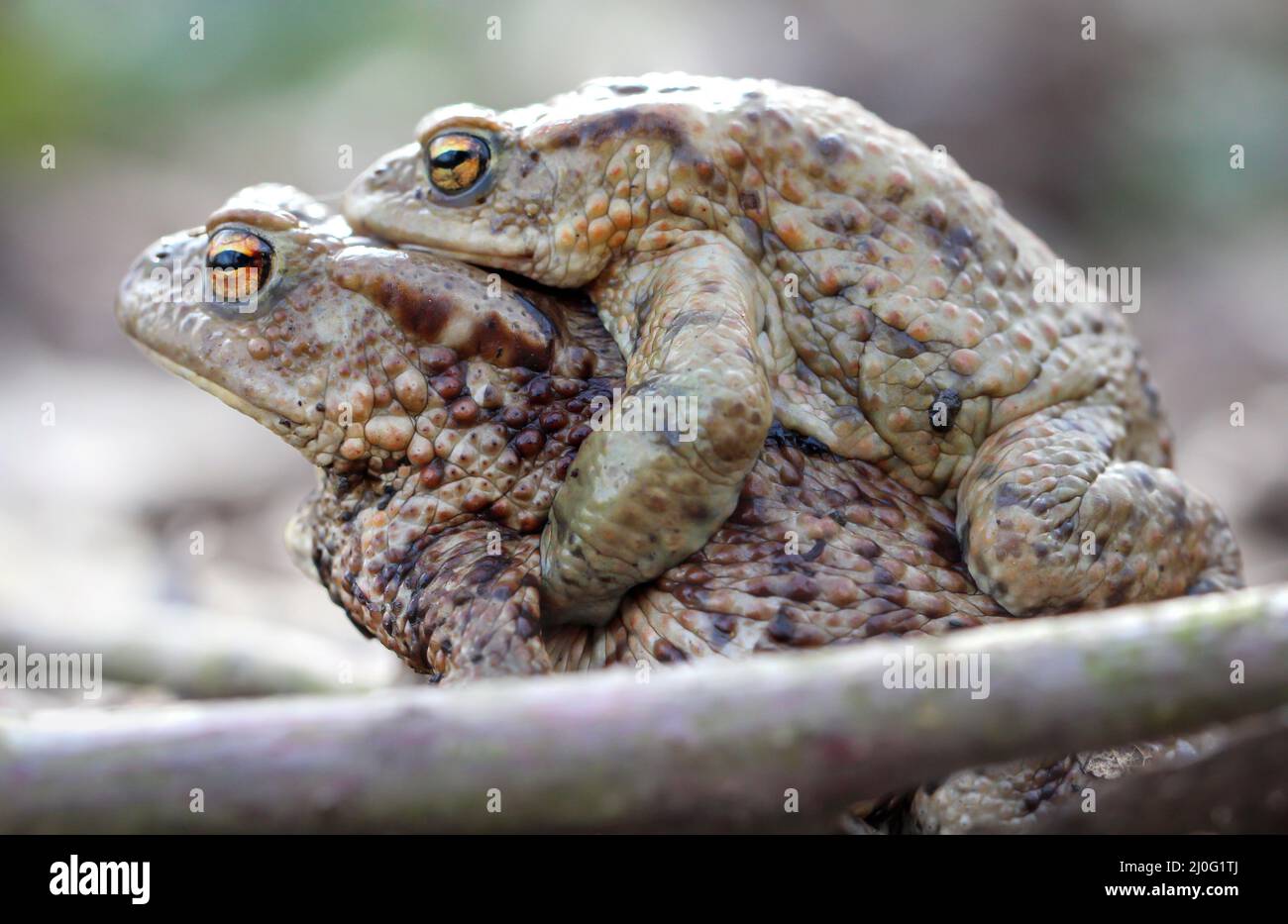 A female common toad carries her male partner Stock Photo - Alamy