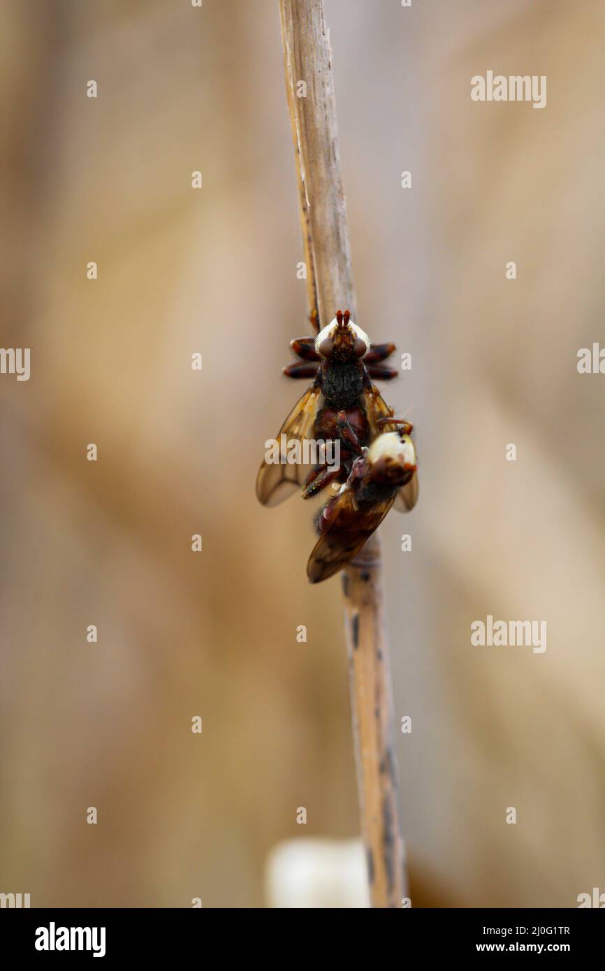 Two fly-like insects mating Stock Photo - Alamy