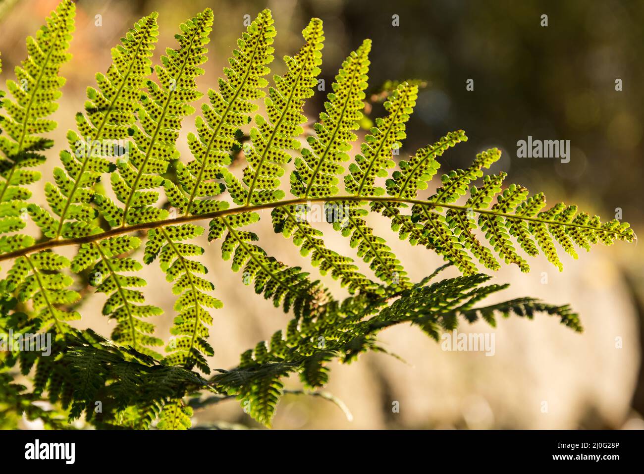 Ma nnerfarn hi-res stock photography and images - Alamy