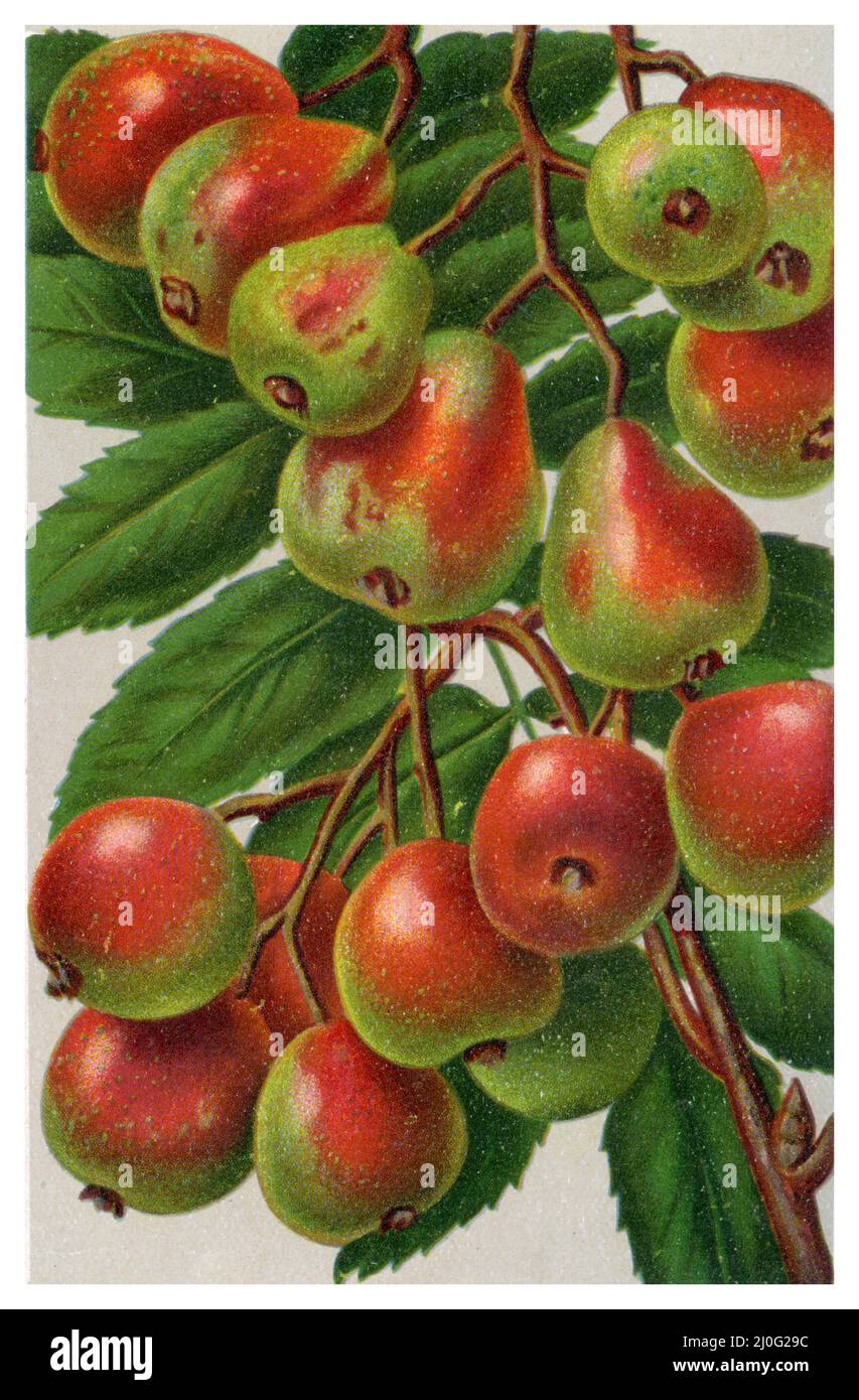 Apple shaped book hi-res stock photography and images - Alamy