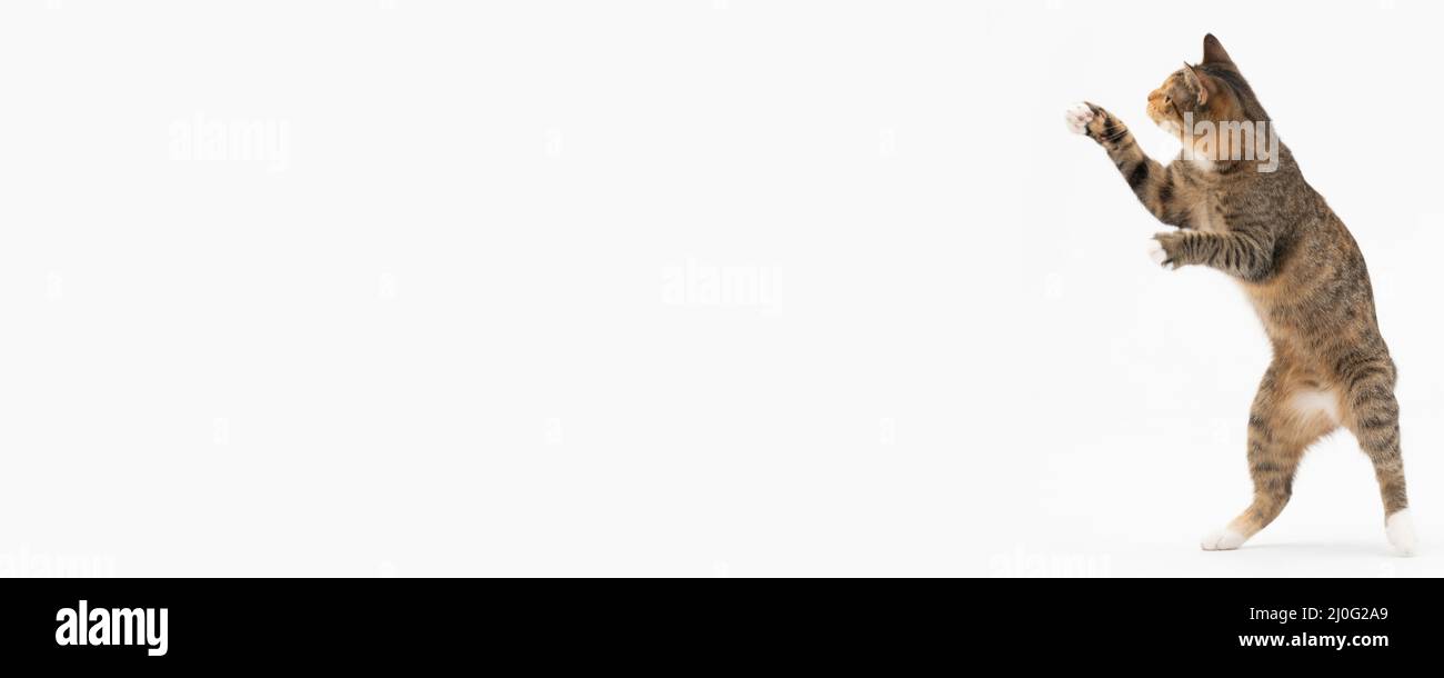 Little noticed species hi-res stock photography and images - Alamy