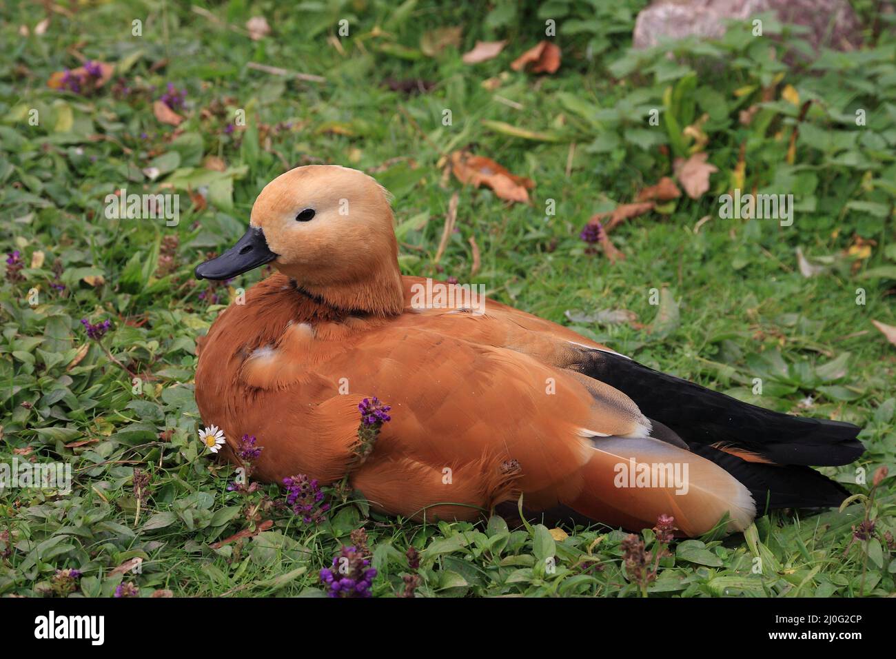 The ruddy shelduck Stock Photo - Alamy