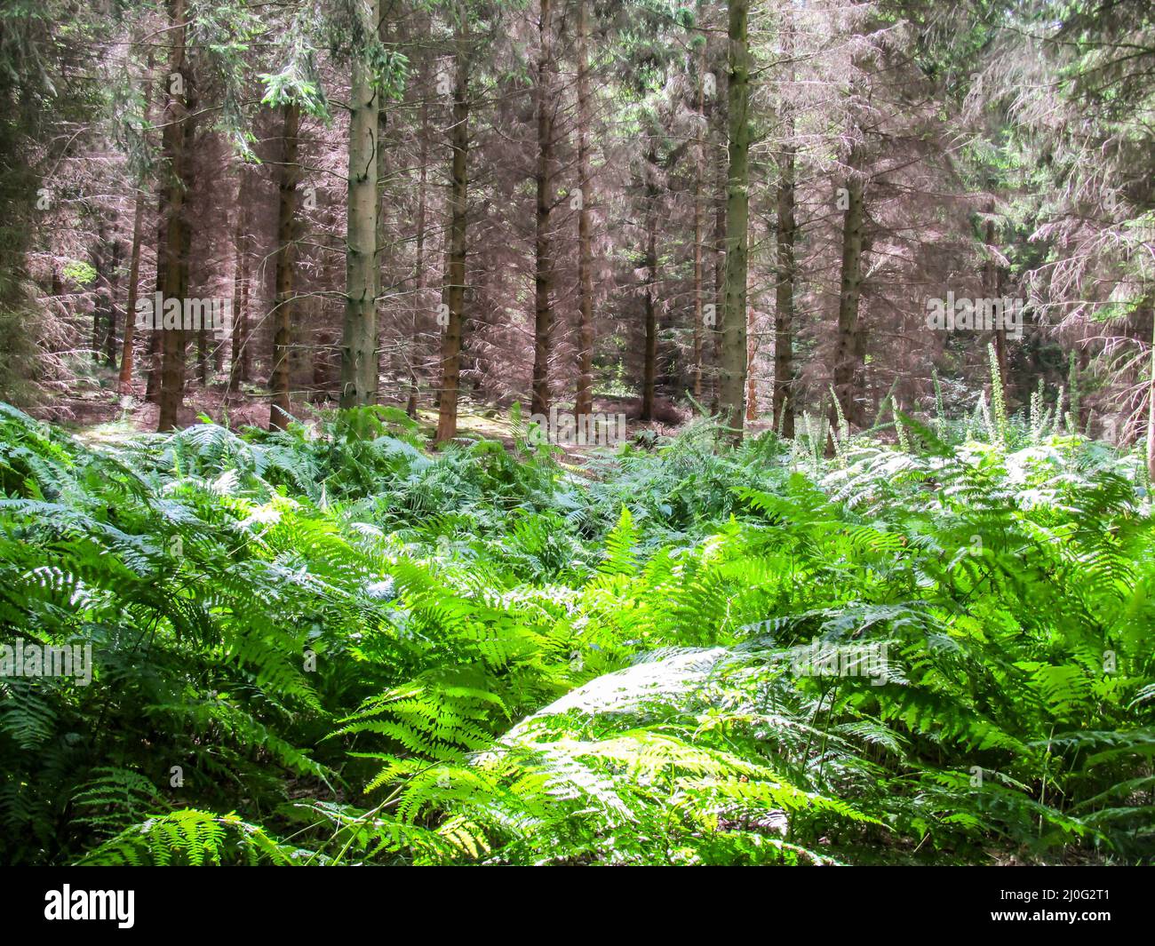 Ferns e hi-res stock photography and images - Alamy
