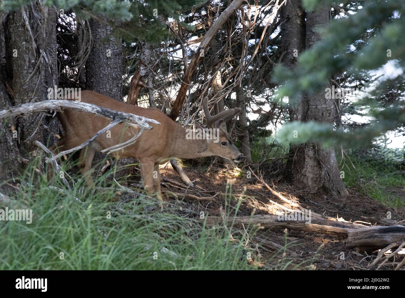 buck hiding from sun in shady forest Stock Photo - Alamy