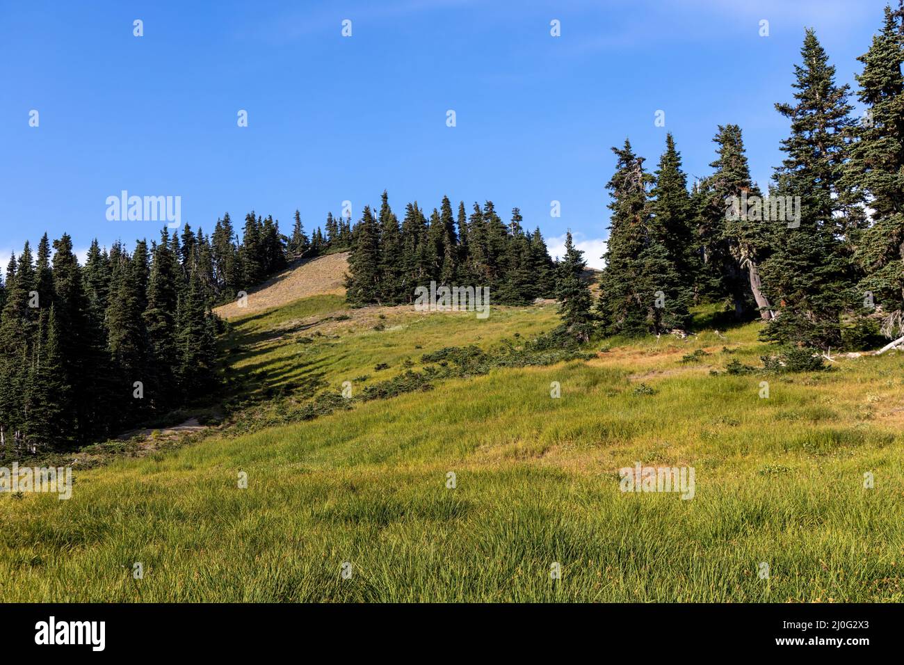 wild rolling hills of grass and trees Stock Photo - Alamy