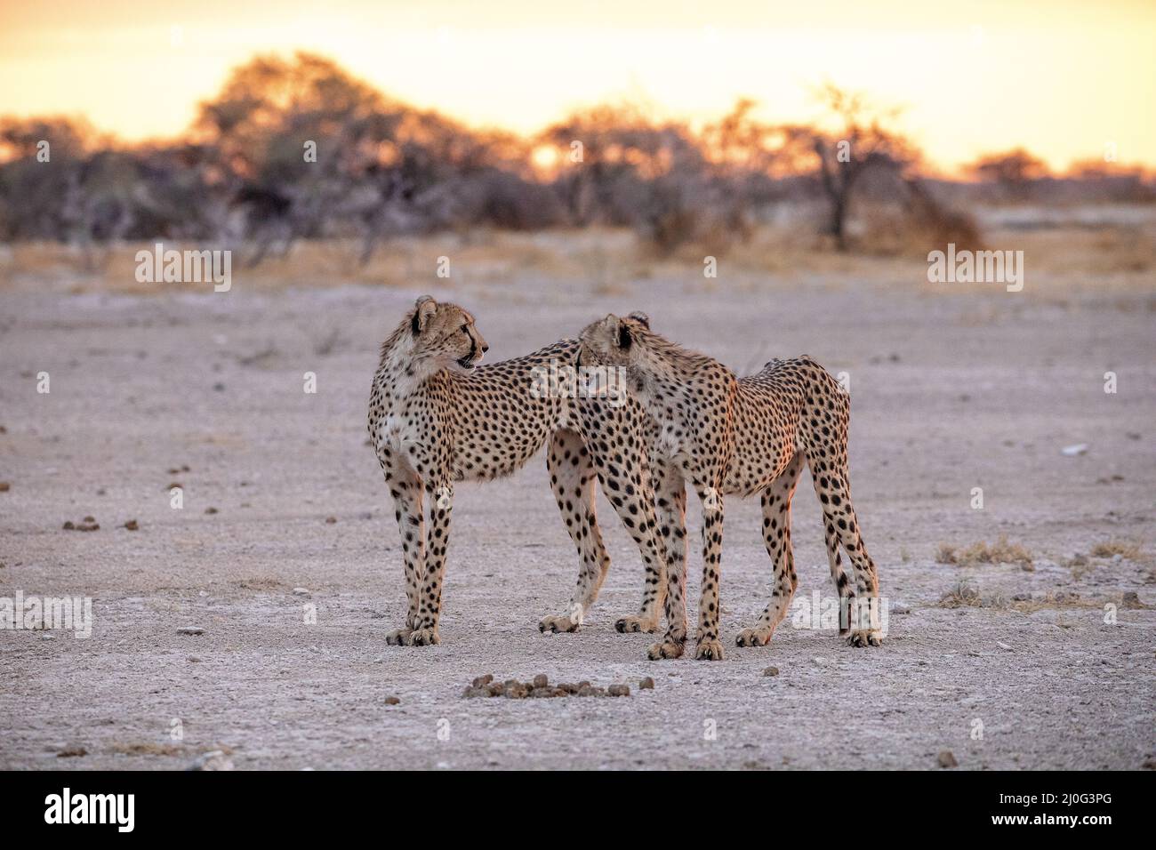 Cheetah at Etosha National Park, Namibia Stock Photo - Alamy