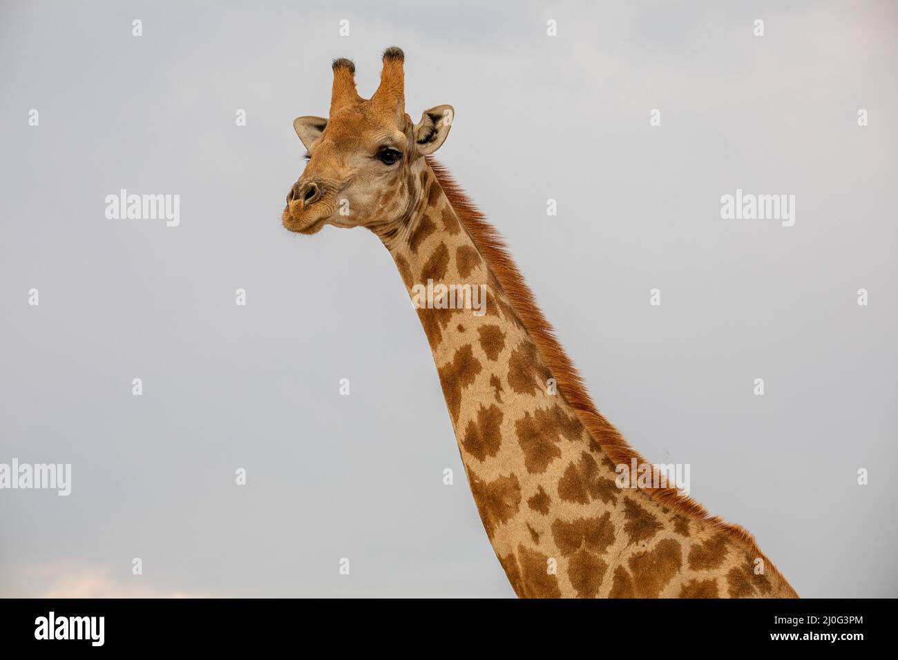 Elegant long necks hi-res stock photography and images - Alamy