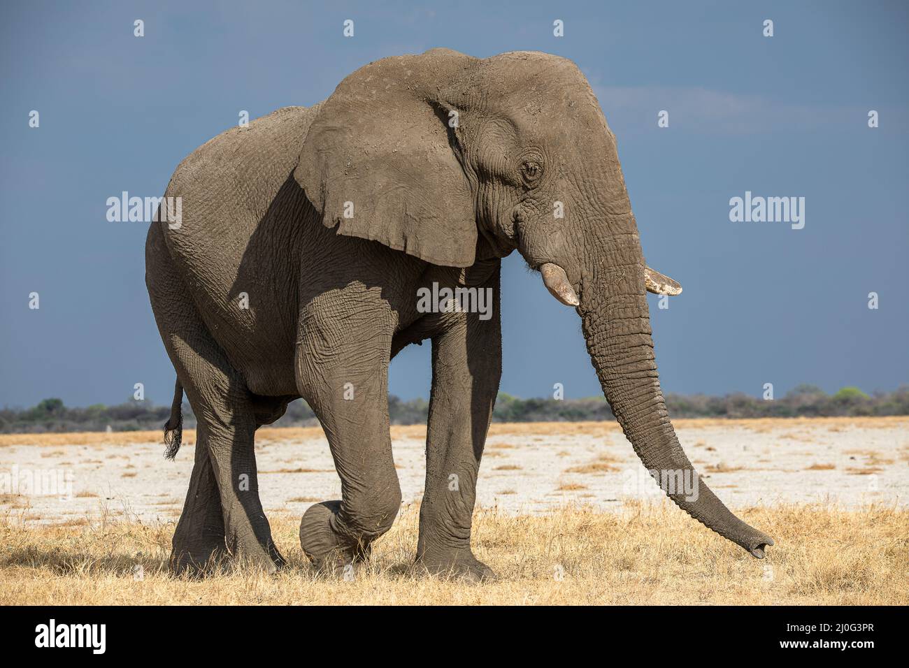 Namibia elephant hi-res stock photography and images - Alamy