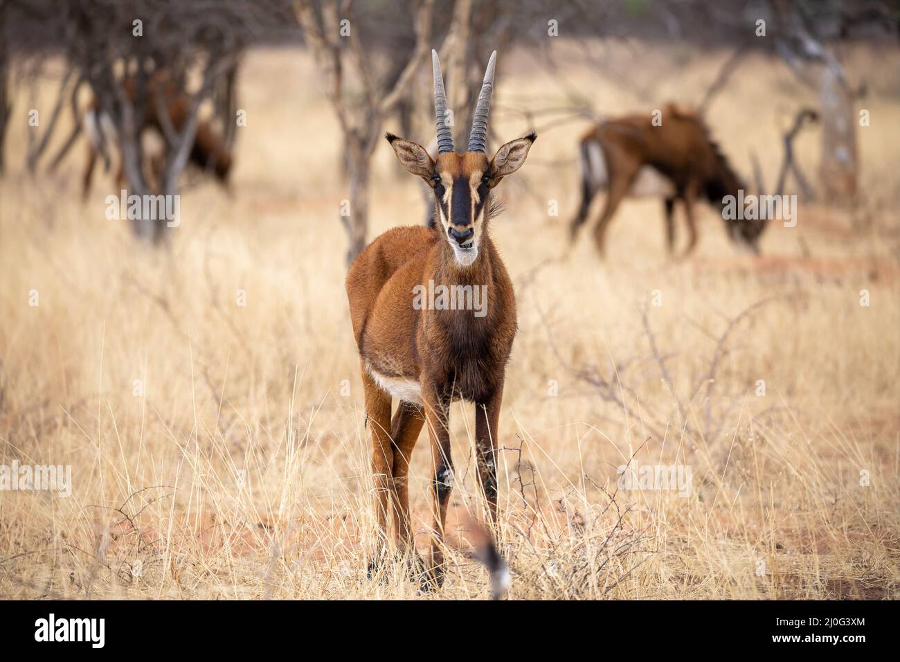Sable antelopes hi-res stock photography and images - Alamy