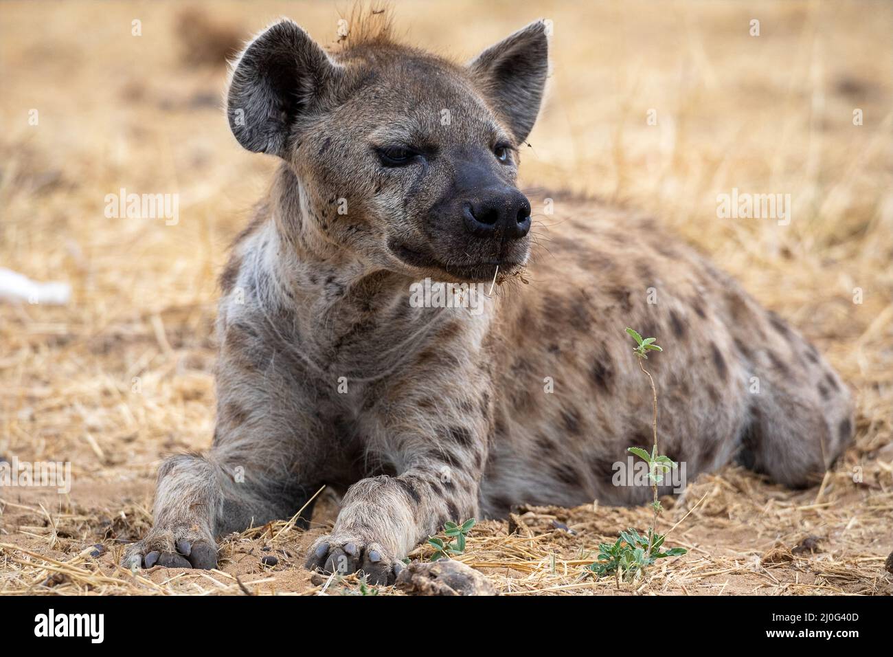 Hyena at Etosha National Park, Namibia Stock Photo - Alamy