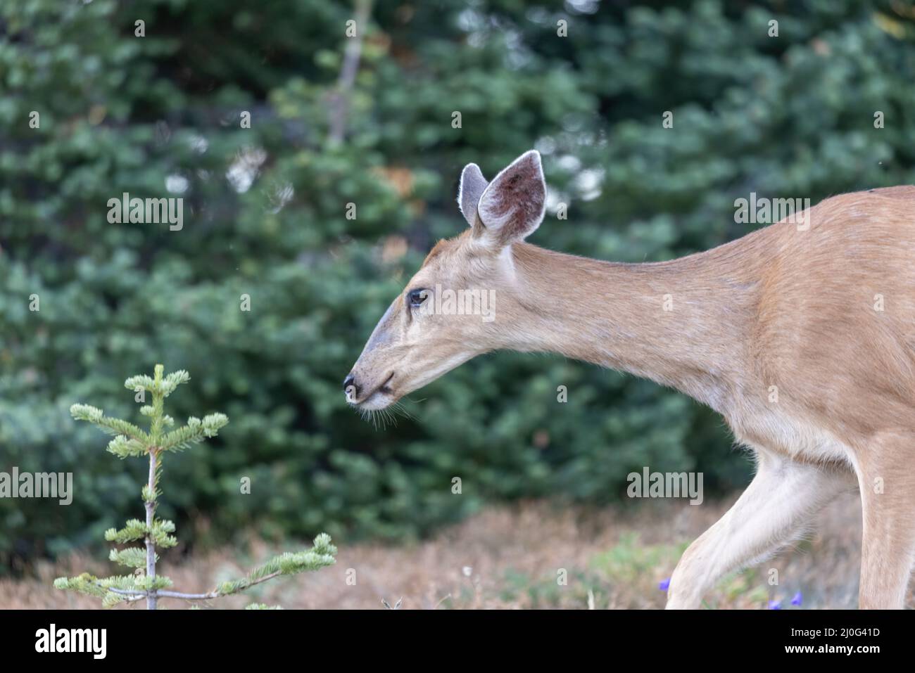 face of doe walking in mountain meadow Stock Photo - Alamy