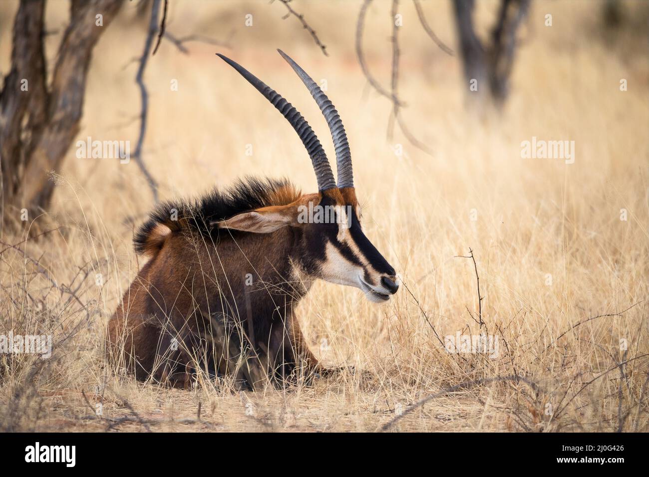 Sable antelope kruger park south hi-res stock photography and images ...