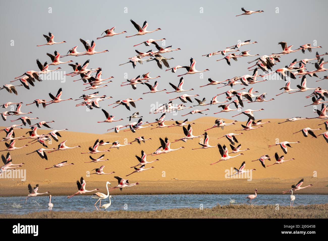 Flamingoes at bird paradise, walvis bay, namibia Stock Photo - Alamy