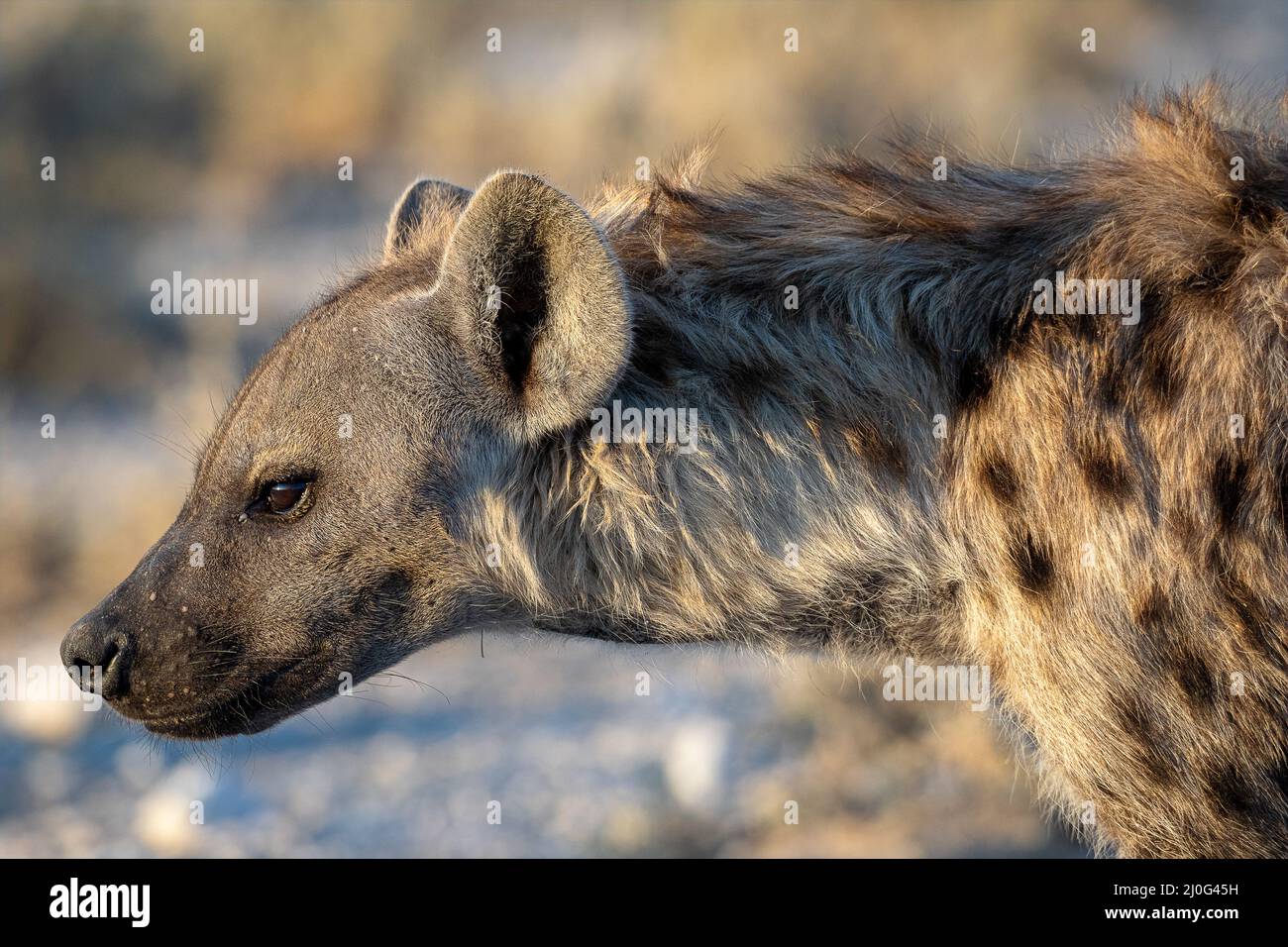 Hyena at Etosha National Park, Namibia Stock Photo - Alamy