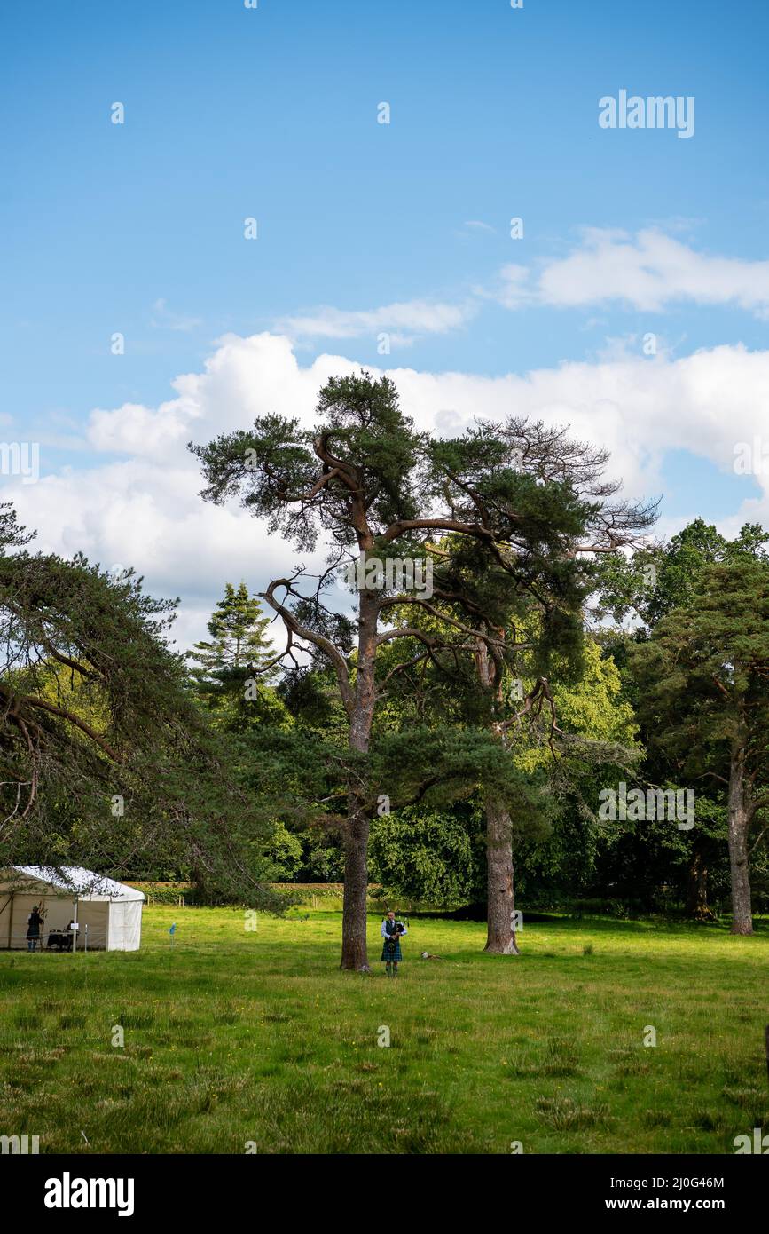 Vertical shot of male standing under growing pines in green field ...
